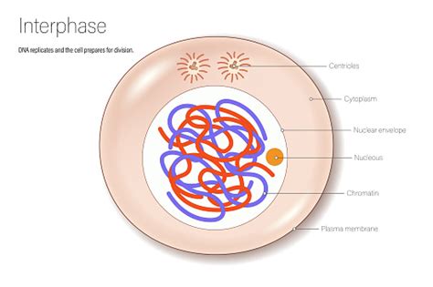 Stages Of Interphase Cell Division For Education Use Cell Cycle Stock Illustration Download
