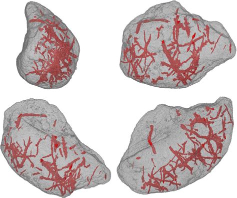 Three Dimensional Model Of Internal Cavities Dark Grey In The Largest