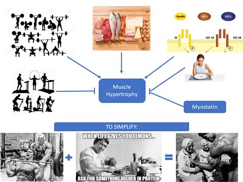 How To Gain Muscle And Lose Fat A 4 Step Process With Meal Plan