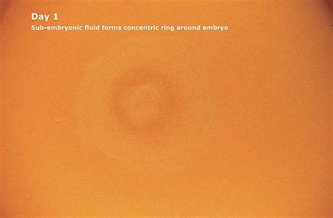 Establishing True Fertility In Hatching Eggs Royal Pas Reform Integrated Hatchery Solutions