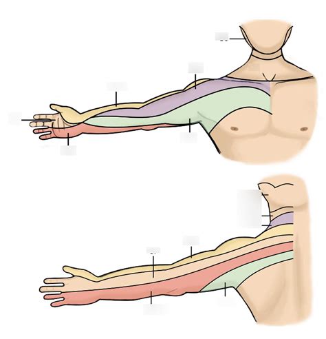 Dermatomes Of The Upper Limb Diagram Quizlet