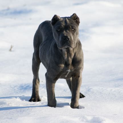 Sheena Fox Adlı Kullanıcının Cane Corso Tribute Panosundaki Pin