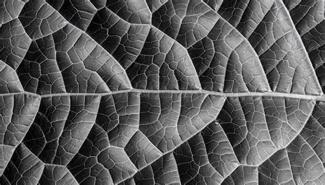 Premium Photo Leaf Texture Macro Background
