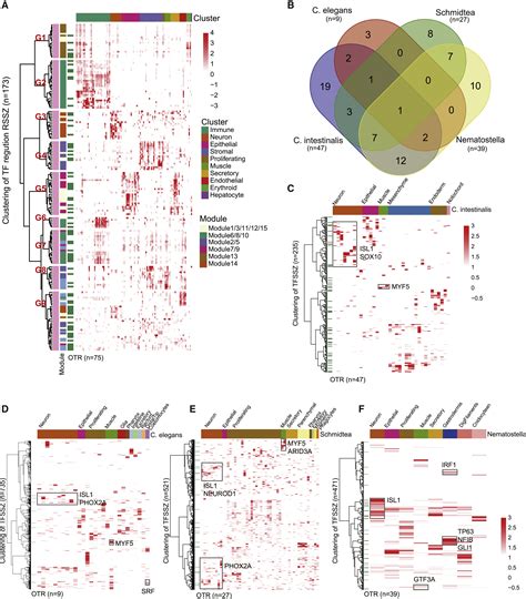 Tracing Cell Type Evolution By Cross Species Comparison Of Cell Atlases Cell Reports