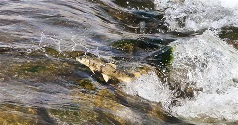 Nature S Journey Qinghai S Naked Carp Undertake Annual Migration Cgtn