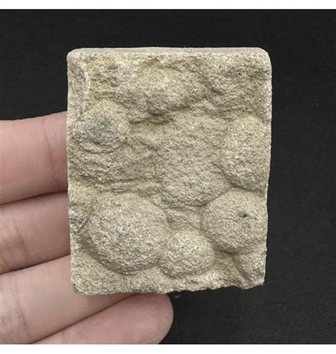 Fossils For Sale Fossils Early Life One Of The Oldest Fossils Ever Rare Ediacaran