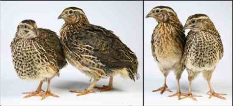 Keeping Quails Gender Differentiation Mother Earth News