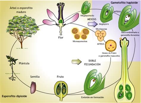 Ciencias Naturales Ciclo Vida De Las Plantas