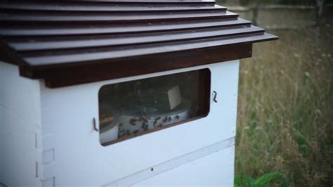 «пчеловод с джейсоном стетхемом выглядит потрясающе ладно начал смотреть нашумевший сериал