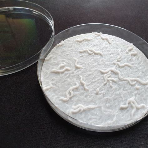 C Elegans Worms Etsy