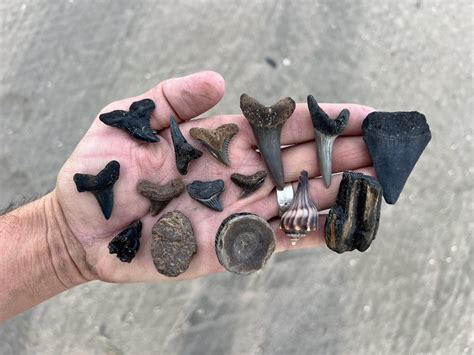 Looking For That Charleston Fossil Adventures Llc Facebook