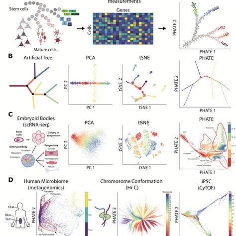 Pdf Visualizing Structure And Transitions For Biological Data Exploration
