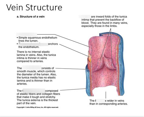 Vein Structure Diagram Quizlet