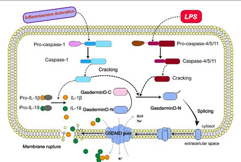 Figure 1 From The Role Of Lncrna Mediated Pyroptosis In Cardiovascular Diseases Semantic Scholar