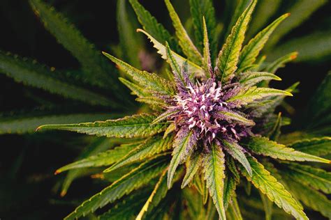 Full Spec Brings High Terpene Extracts To Washington State
