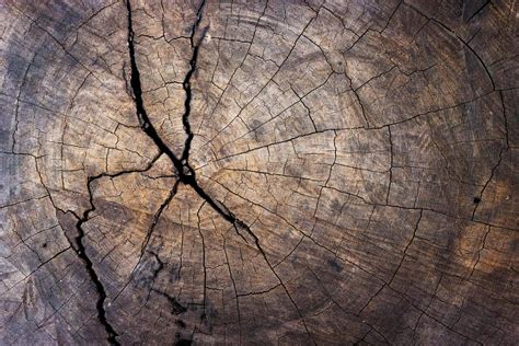 Tree Stump Stock Photos Images And Backgrounds For Free Download