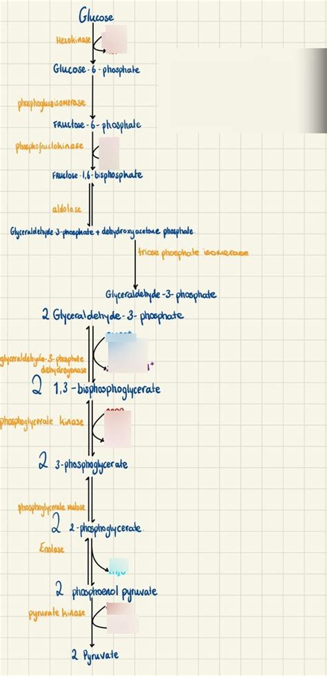 Glycolysis Products Diagram Quizlet