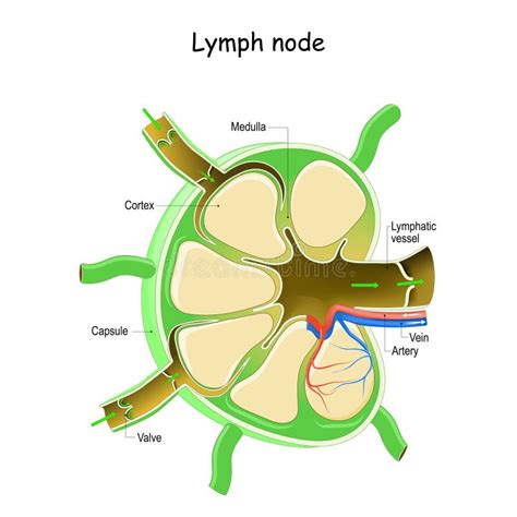 Lymph Node Anatomy Stock Vector Illustration Of Lymphocyte 185705799