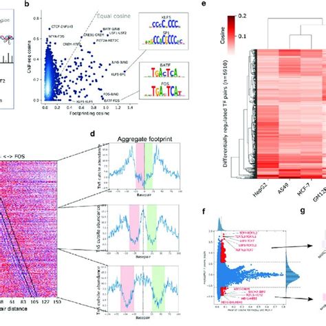 Co Occurrence Of Tf Chip Seq Peaks In Encode Cell Lines A Cell Lines Download Scientific