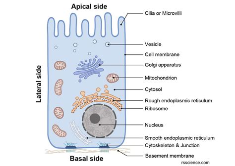 Epithelial Cell Model Hot Sex Picture