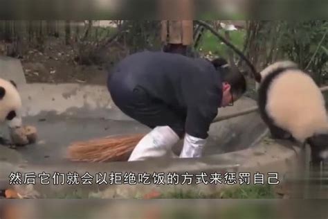 熊猫咬完人后，为啥会默默的绝食，愧疚吗？饲养员说出了心酸实情（1）完人实情熊猫
