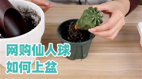 网购仙人球正确上盆方法新买的仙人球怎么种 花花聊花