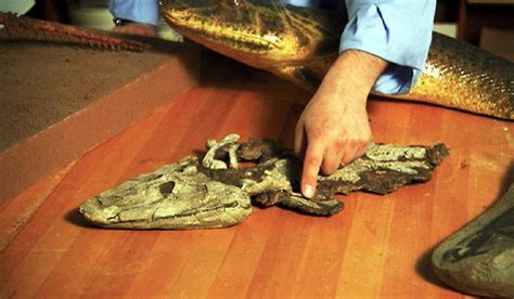 Nova Judgment Day Intelligent Design On Trial Transitional Tetrapod Fossil Judgment Day