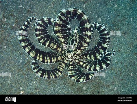 Adult Mimic Octopus Octopus Sp Display On The Seabed Lembeh Island