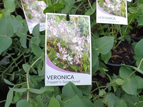 Veronica Diggers Speedwell 140 Mm Botanical Creations