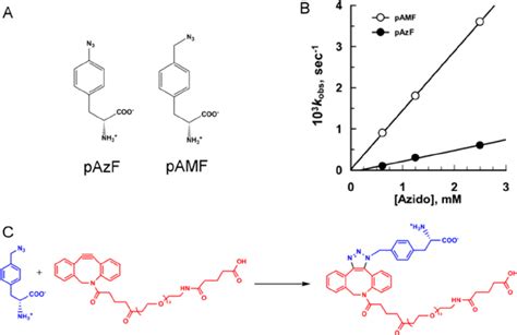Strain Promoted Azide − Alkyne Cycloaddition Spaac Reaction Kinetics Download Scientific