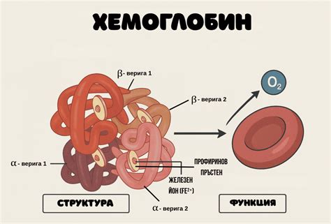 Хемоглобин Здравко бг