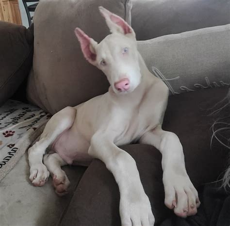 White Doberman Puppies