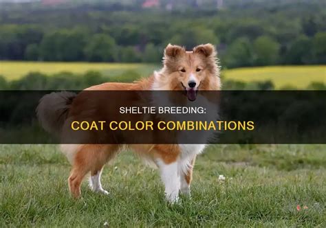 Sheltie Breeding Coat Color Combinations Shunvogue
