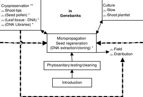 Integral Complementary Conservation Methods For Cassava Genetic