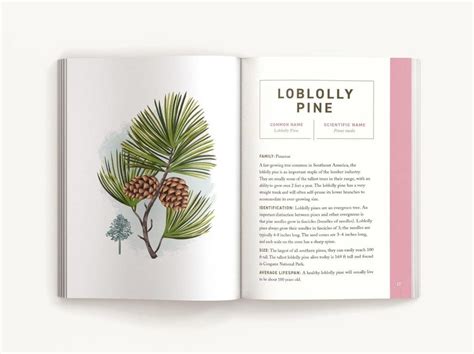 Trees An Illustrated Field Guide NHBS Field Guides Natural History