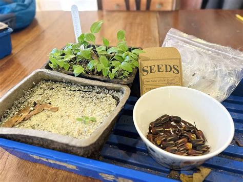 Native Seed Sowing Williamstown Rural Lands
