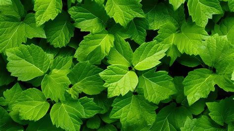 생생한 녹색 잎 질감 매혹적인 배경 녹색 잎 에코 배경 유기농 잎 배경 일러스트 및 사진 무료 다운로드 Pngtree