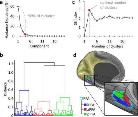 clustering analysis of the ppa reveals multiple anatomical