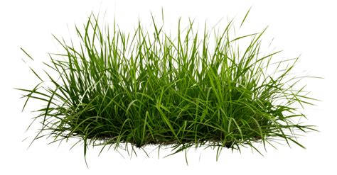 Realistic Grass Pngs For Free Download