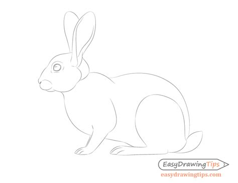 How To Draw A Rabbit Step By Step Tutorial EasyDrawingTips