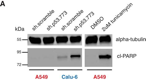 Figures And Data In Tp53 Exon 6 Truncating Mutations Produce Separation Of Function Isoforms