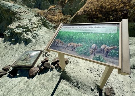 In Oregon A Fossilized Grasshopper Egg Pod Takes Center Stage