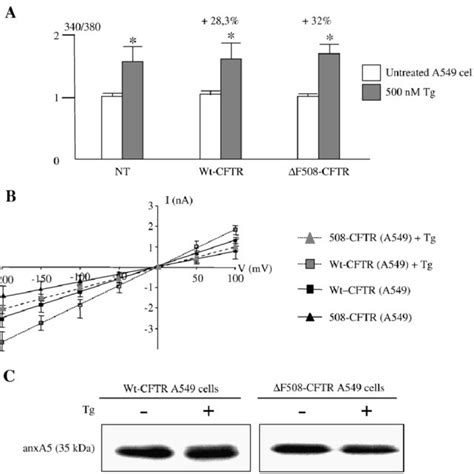 Cell Attached Patch Clamp Experiments Performed In Download Scientific Diagram