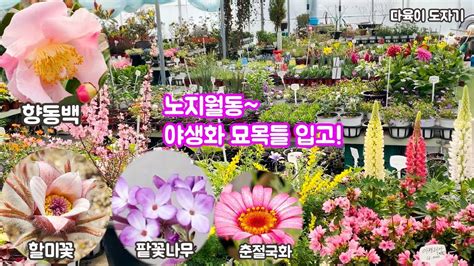남사화훼단지 남사수산나농원 야생화농원과일나무묘목한련화백합구근 목마가렛 사랑초 루피너스 바위솔수선화할미꽃목단작약 행동백 미니장미 파라솔유럽