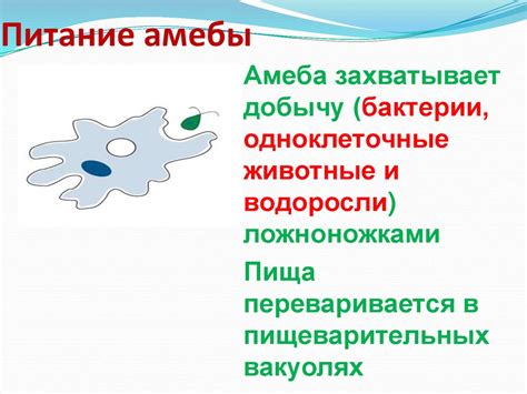 Одноклеточные или Простейшие презентация онлайн