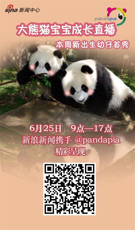 新浪视频直播：大熊猫宝宝的一天新生幼仔首秀手机新浪网