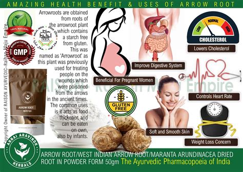 Arrow Rootwest Indian Arrow Rootmaranta Arundinacea Dried Root In