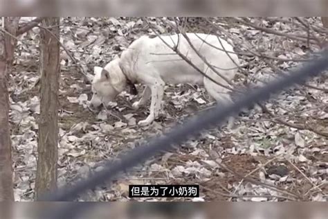 流浪狗脖子被死死勒住为了养育独子它拼尽全力吃东西 独子 流浪狗 脖子