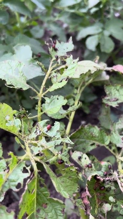 Як уберегти картоплю від колорадського жука з допомогою гороху Ніяк Перевірено Youtube