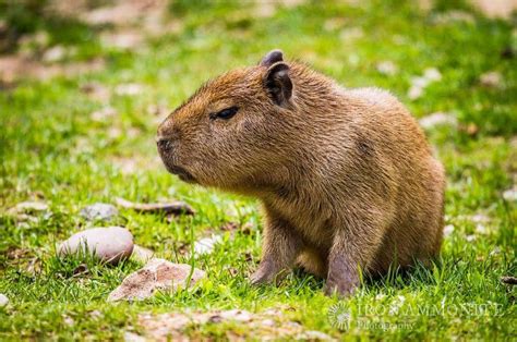 16 Magical Facts About The Life Of The Capybara